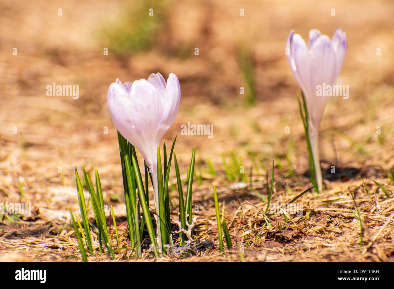 Wild purple crocus blooming hi-res stock photography and images - Alamy