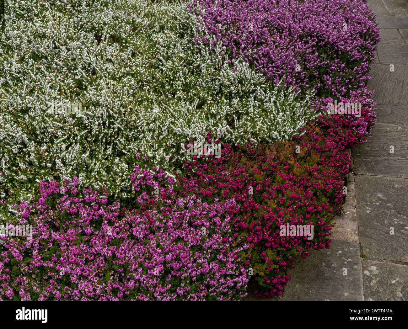 Evergreen shrubs garden border hi-res stock photography and images - Alamy