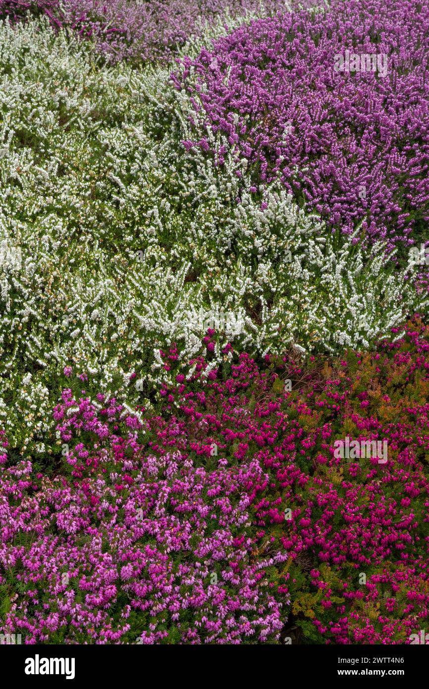 Erica shrubs hi-res stock photography and images - Alamy