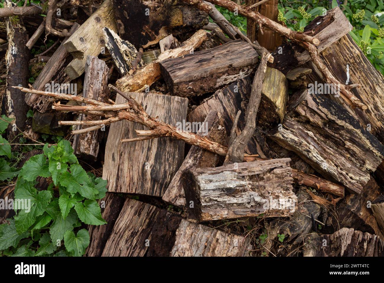 Log pile for minibeasts hi-res stock photography and images - Alamy