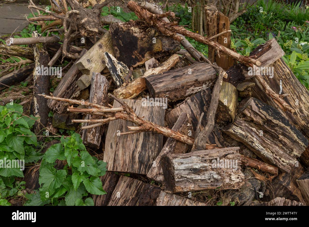 A log pile for wildlife. This heap of logs provides a habitat for ...