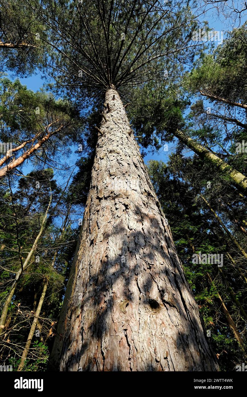 Tall pine tree hi-res stock photography and images - Alamy