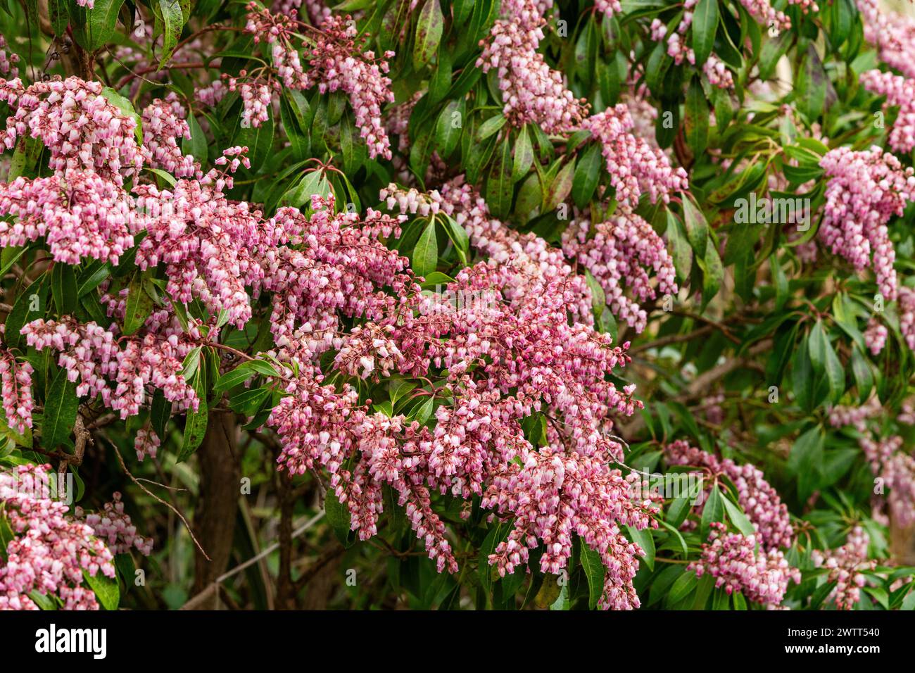 Pieris japonica 'Pink Delight' in full flower.(lily of the valley bush ...