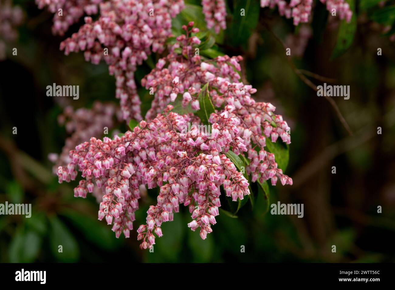 Pieris japonica 'Pink Delight' in full flower.(lily of the valley bush ...