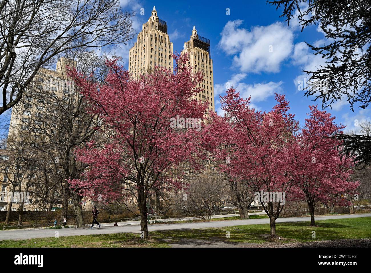 The El Dorado building stands in the background of the cherry blossom ...
