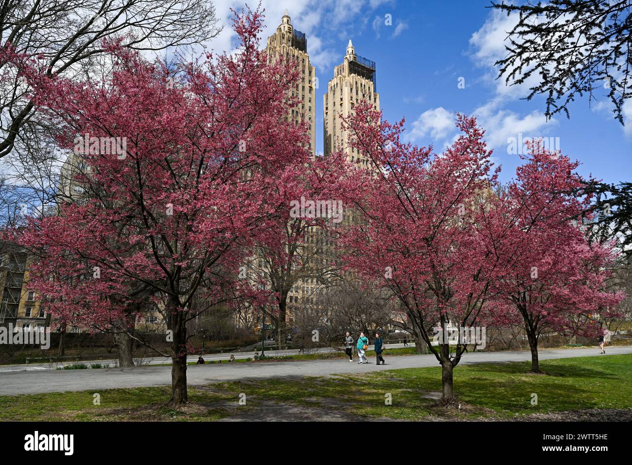The El Dorado building stands in the background of the cherry blossom ...
