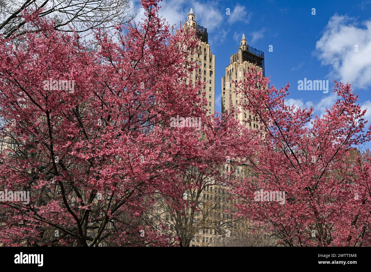 The El Dorado building stands in the background of the cherry blossom ...