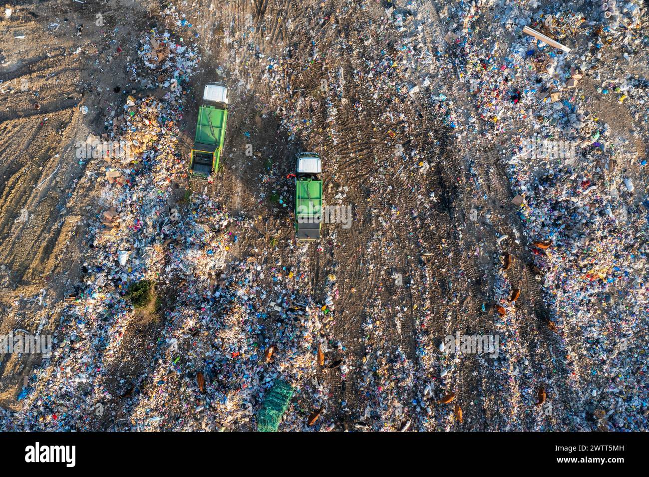 Aerial view of garbage truck unload pile of waste at landfill with cows ...