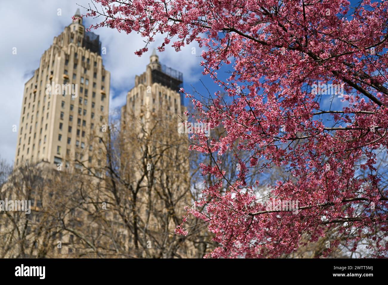 The El Dorado building stands in the background of the cherry blossom ...