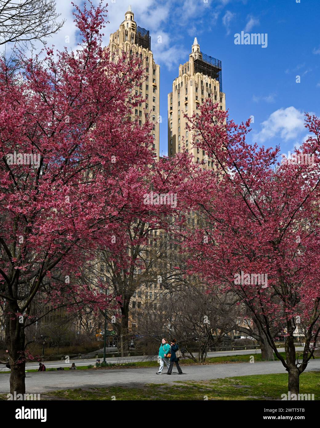 The El Dorado building stands in the background of the cherry blossom ...
