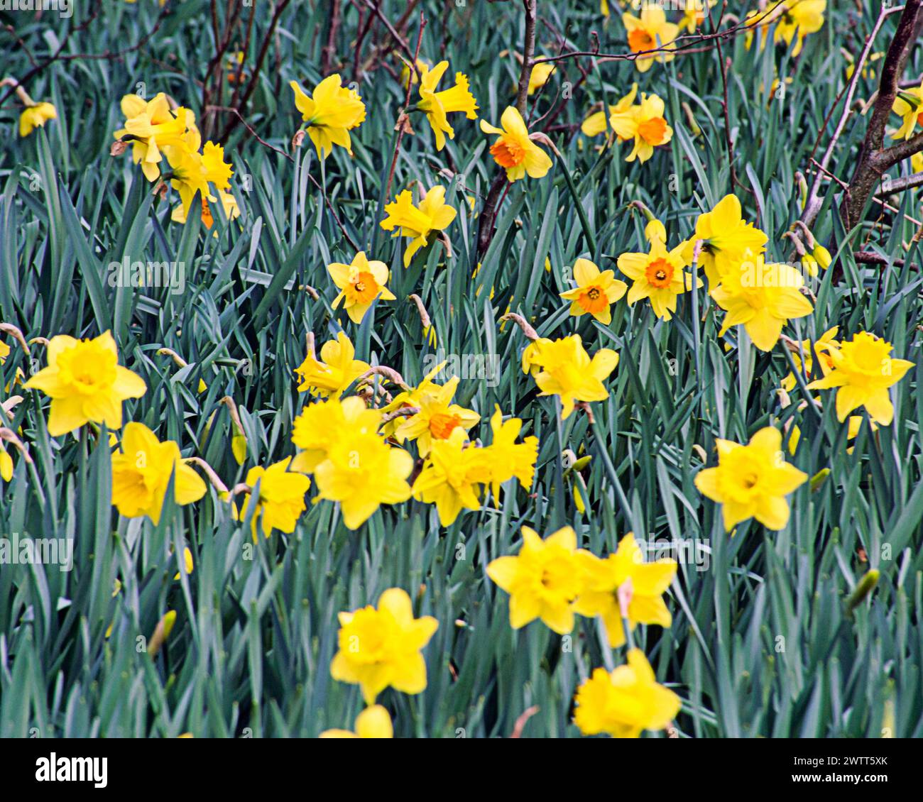 Glasgow, Scotland, UK. 19th March, 2024: UK Weather: Spring weather in ... Glasgow, Scotland, UK. 19th March, 2024: UK Weather: Spring weather in ...
