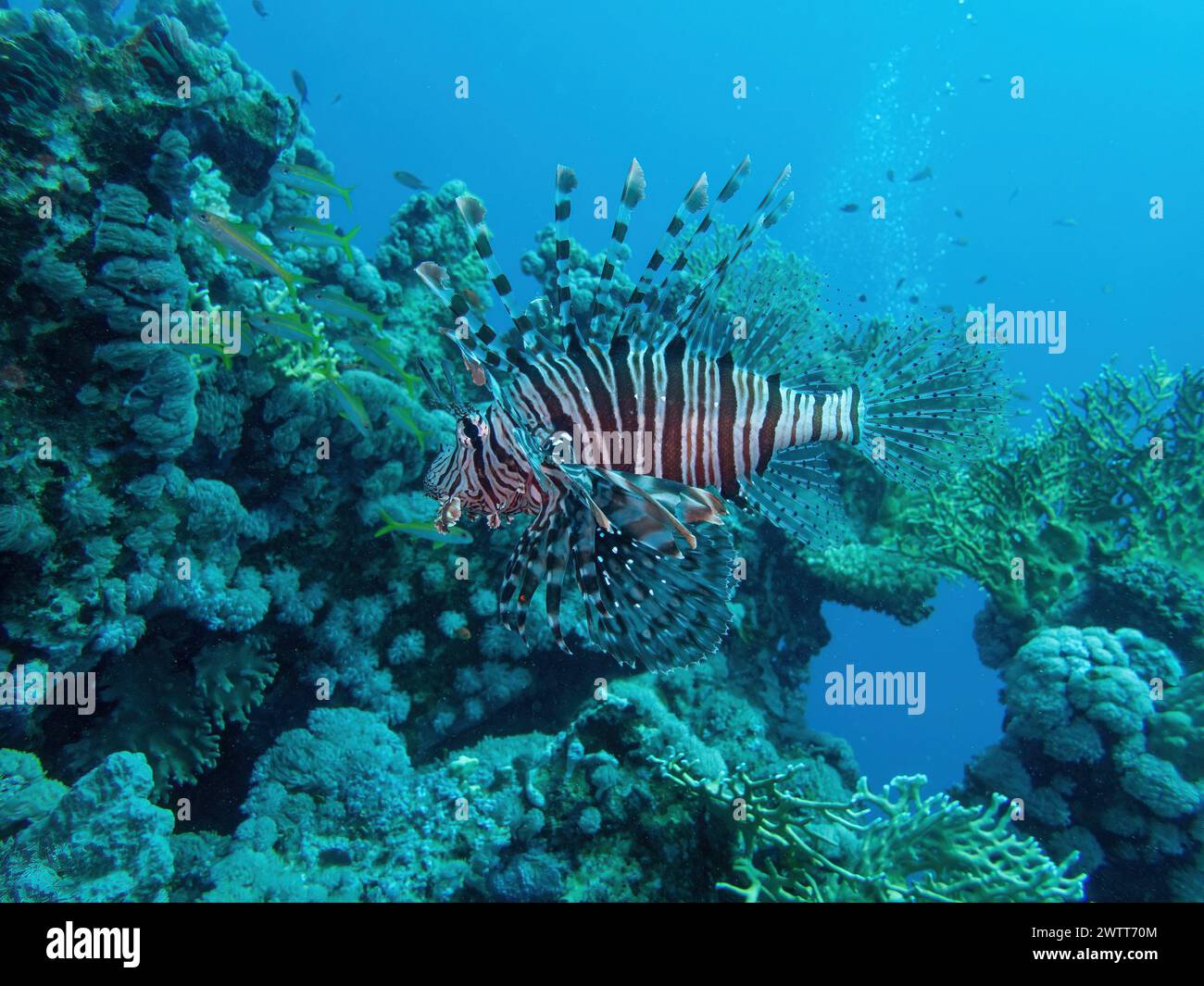 Pacific lionfish in the coral reef during a dive in Bali Stock Photo ...