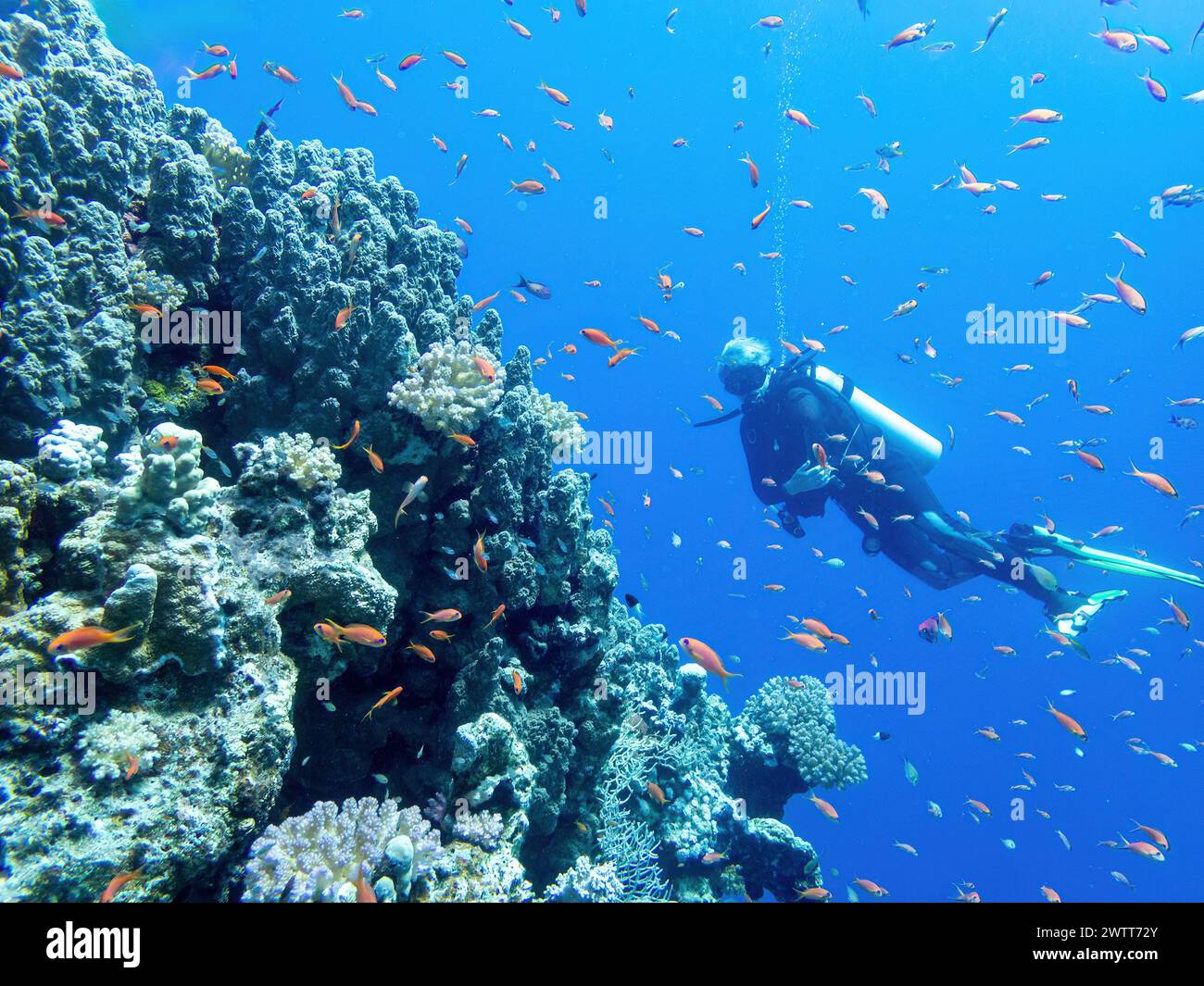 Deep sea diver female hi-res stock photography and images - Alamy