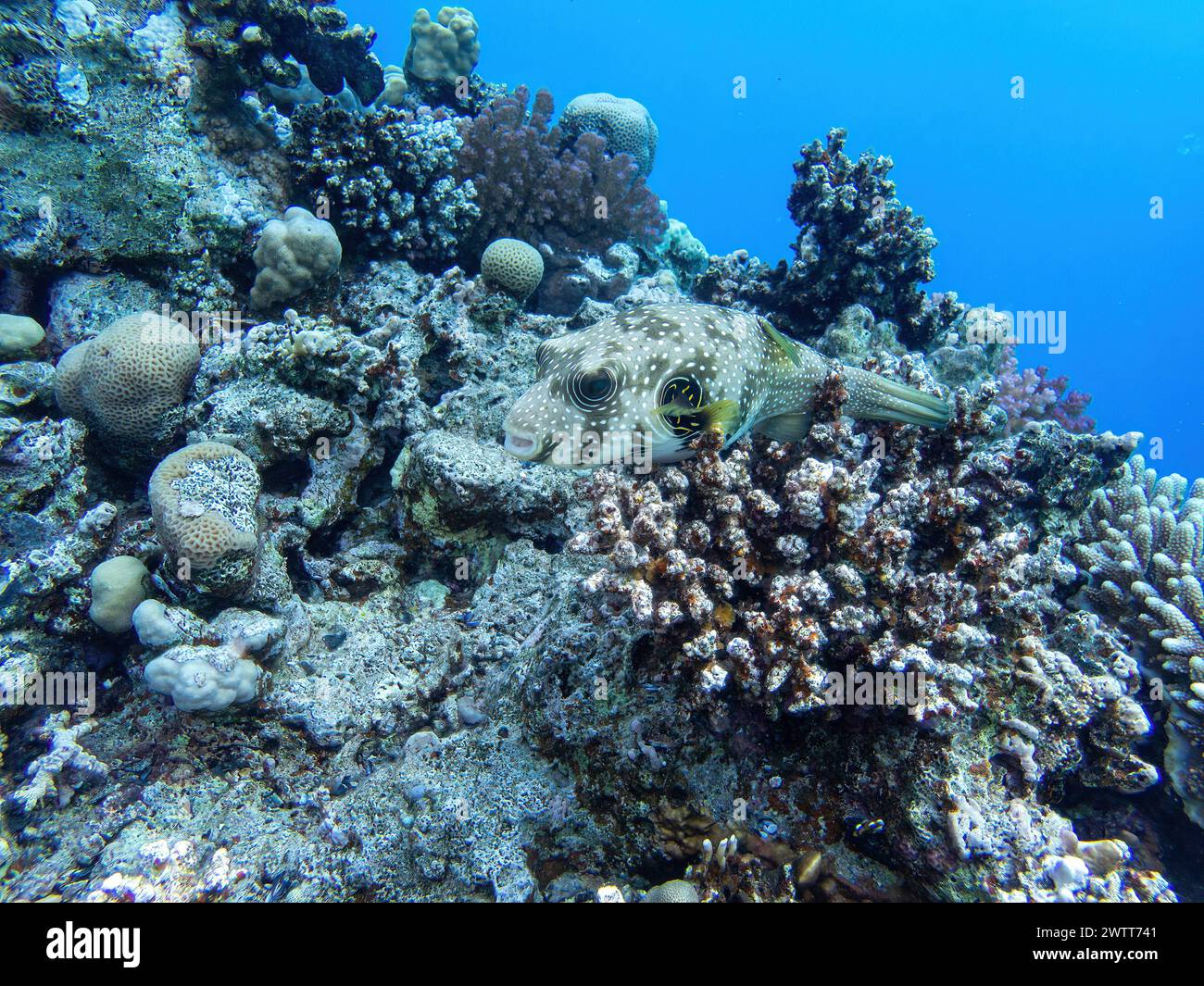 White spotted puffer fish in the coral reef during a dive in Bali Stock ...