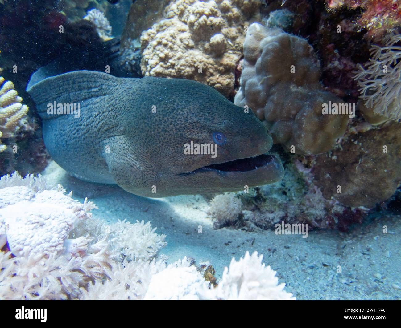 Moray eel in the coral reef during a dive in Bali Stock Photo - Alamy