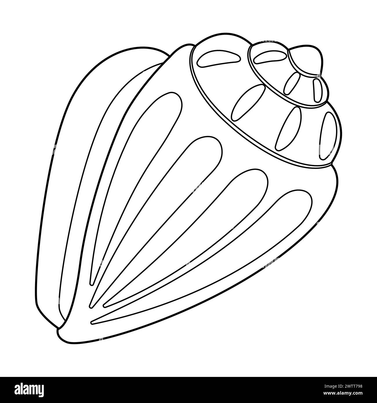 Seashell vector illustration. Black and white outline Seashell Coloring ...