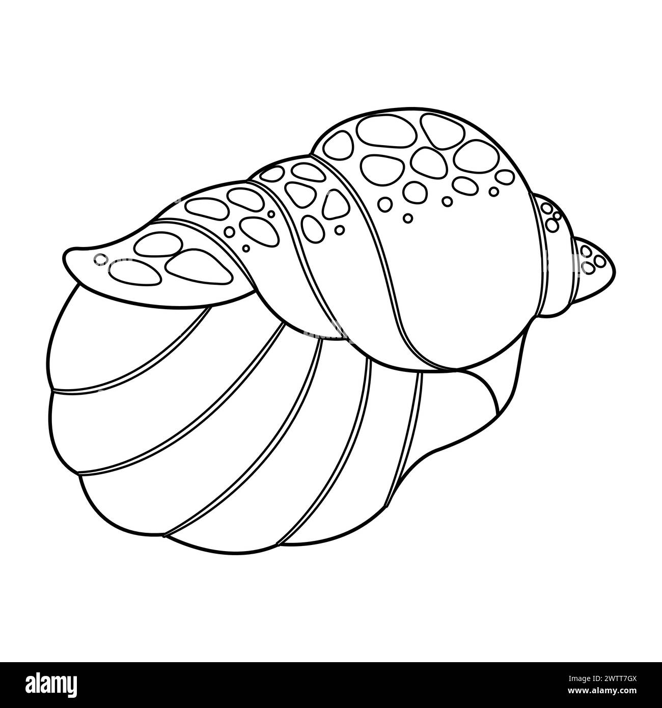 Seashell vector illustration. Black and white outline Seashell Coloring ...