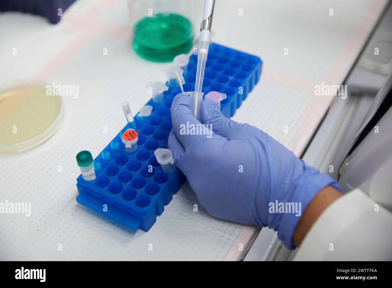 Attractive female scientist testing using test tube blood and peppet ...