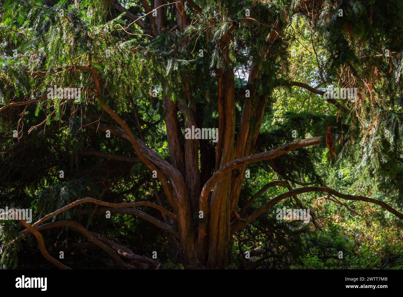 tree branch texture forest background natural Stock Photo - Alamy
