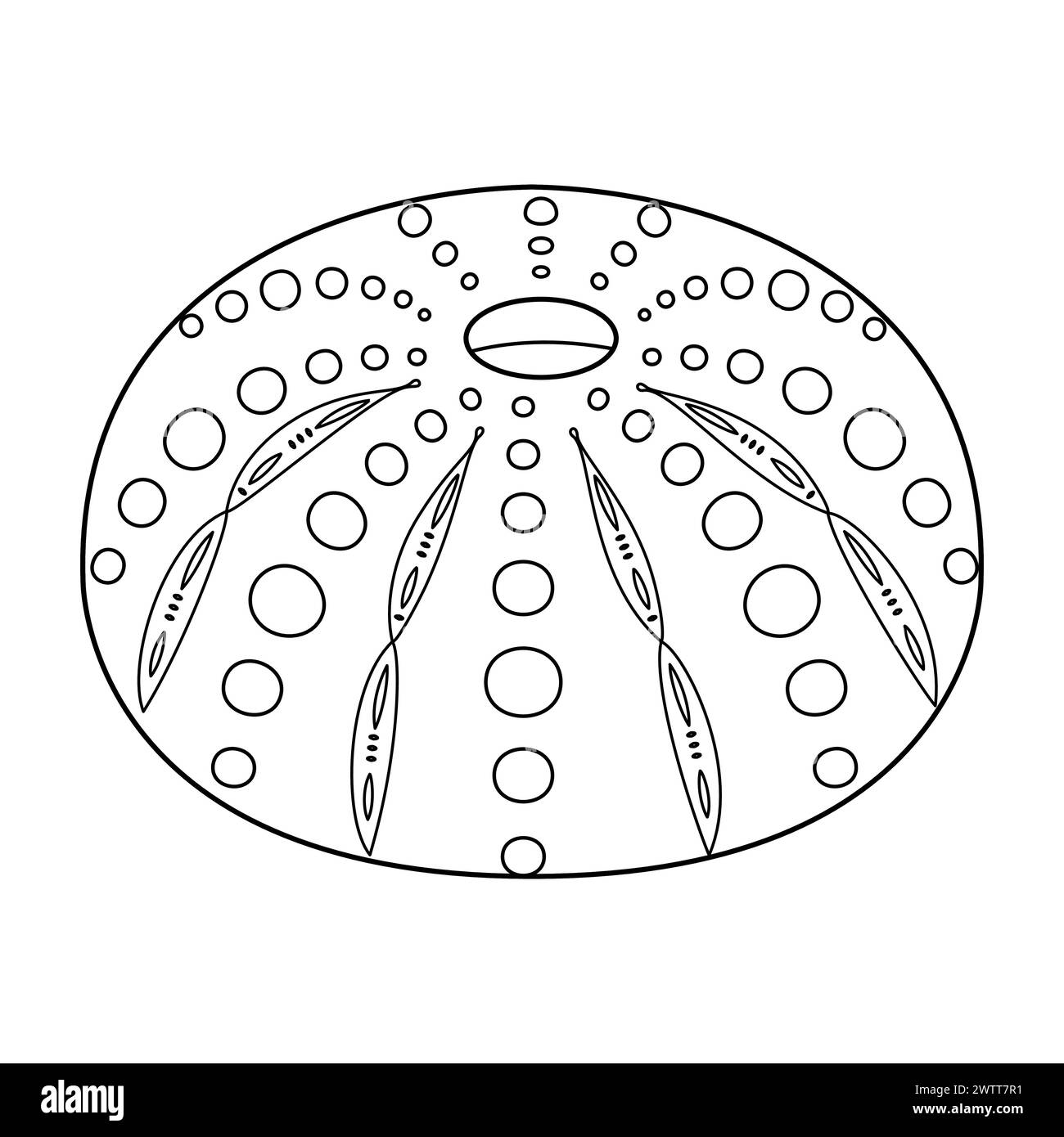 sea urchin shell vector illustration. Black and white outline sea ...