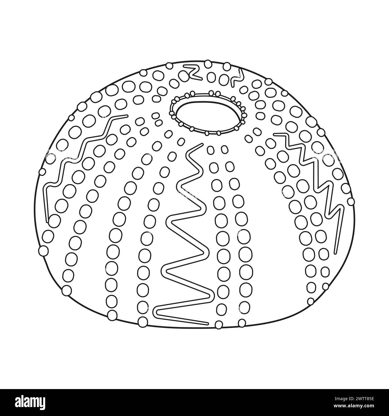 sea urchin shell vector illustration. Black and white outline sea ...