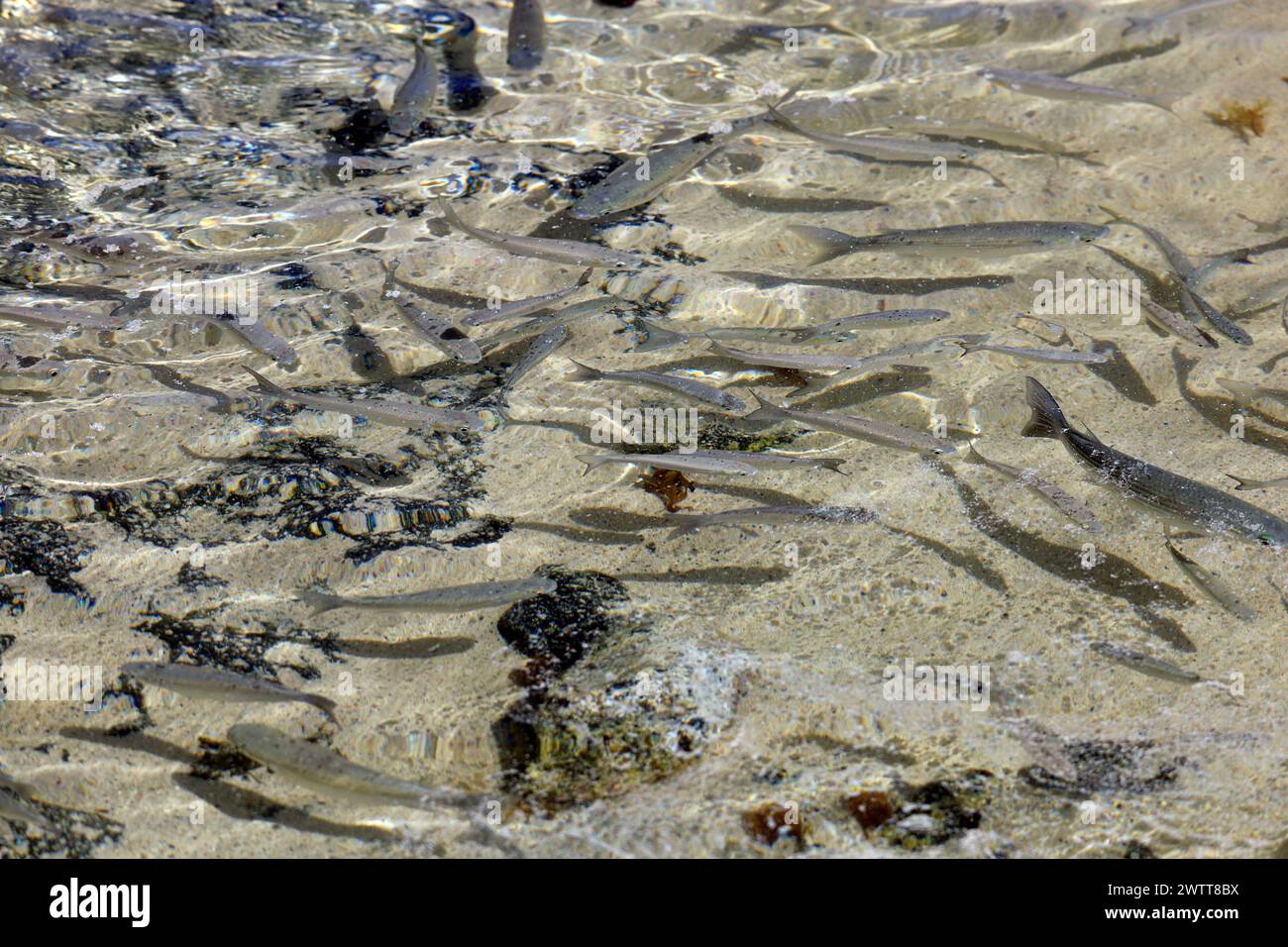 Rock pool and shoal of fish, La Concha Beach, El Cotillo, Fuerteventura ...