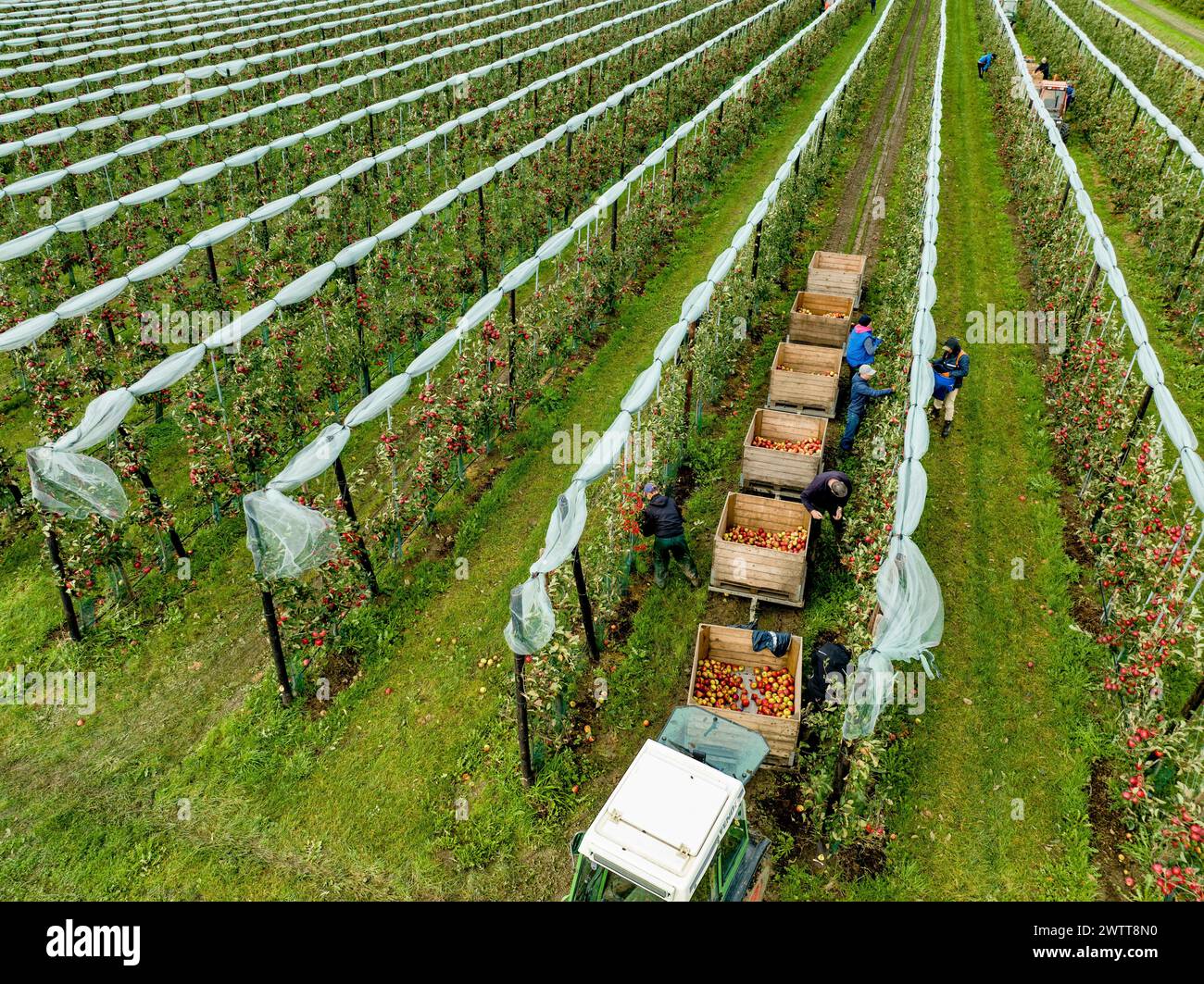 Aerial view apple orchard in hi-res stock photography and images - Alamy