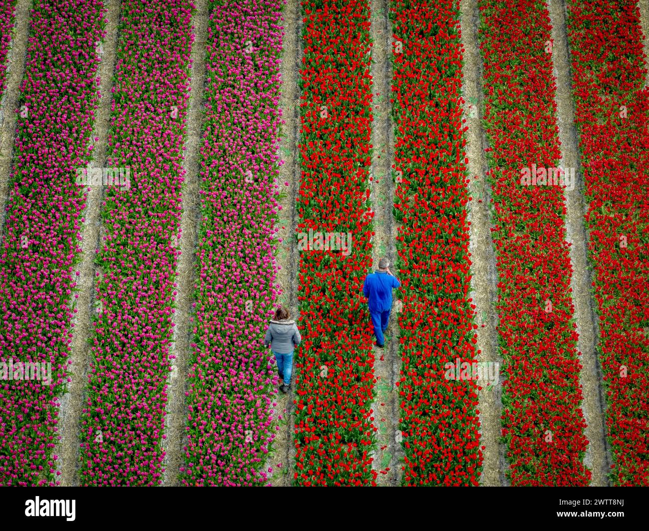 Working in bulb fields hi-res stock photography and images - Alamy