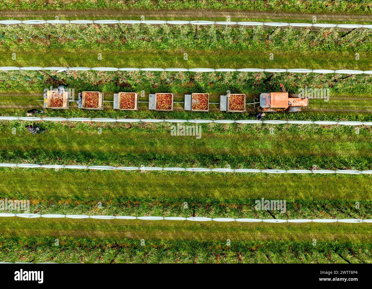 Aerial view of a vibrant farm with rows of crops and a tractor ...