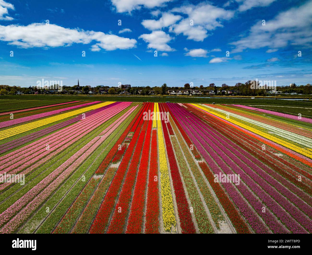Dutch agricultural landscape tulip fields hi-res stock photography and ...