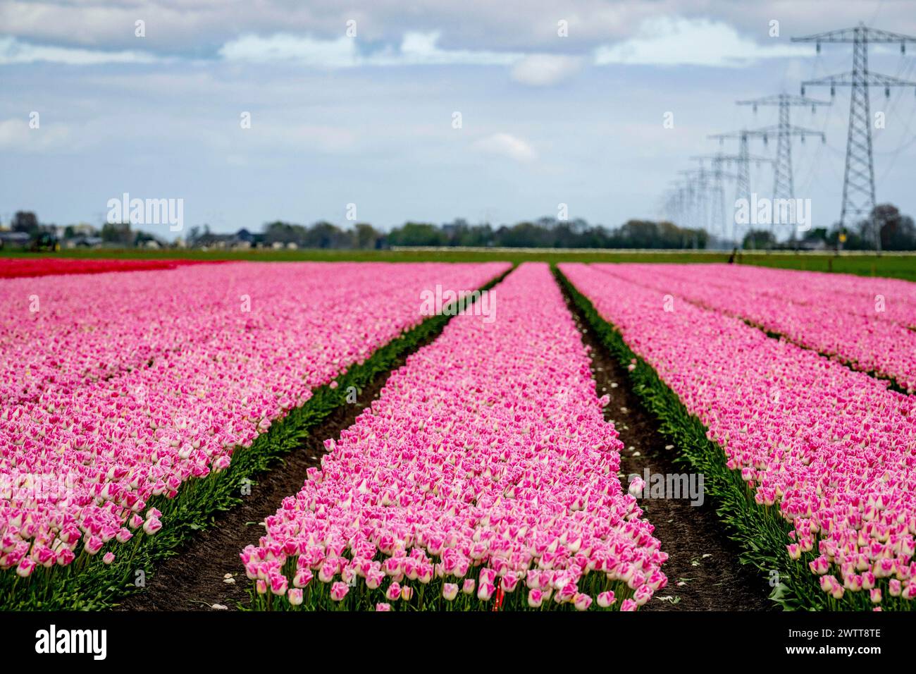 Vibrant pink patterns hi-res stock photography and images - Alamy