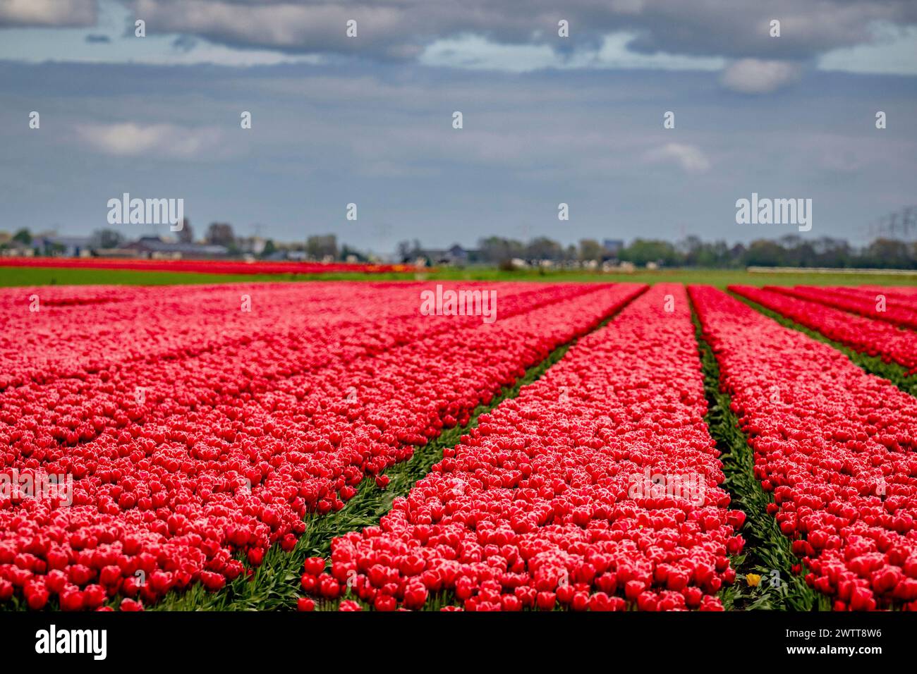 Vibrant red tulip field stretching into the horizon under a cloudy sky ...