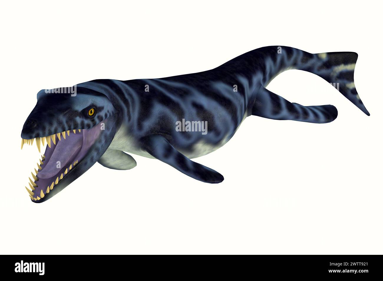 Dakosaurus was a marine carnivorous reptile that lived in the seas of ...