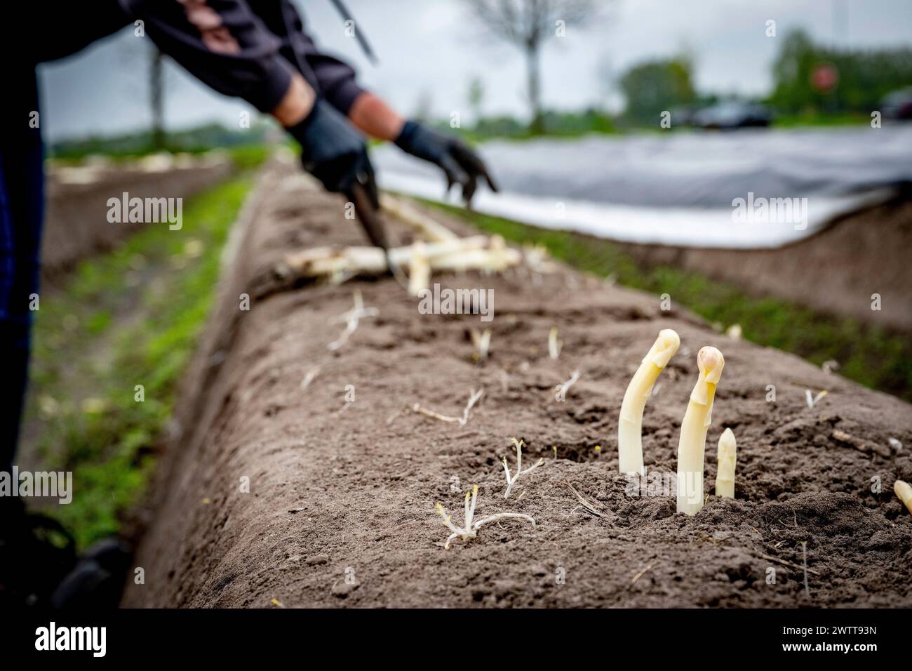 Spring field planting hi-res stock photography and images - Alamy