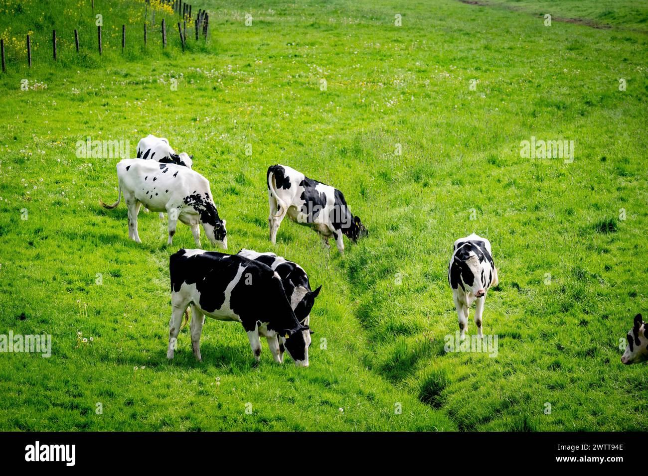 Vibrant green countryside hi-res stock photography and images - Alamy