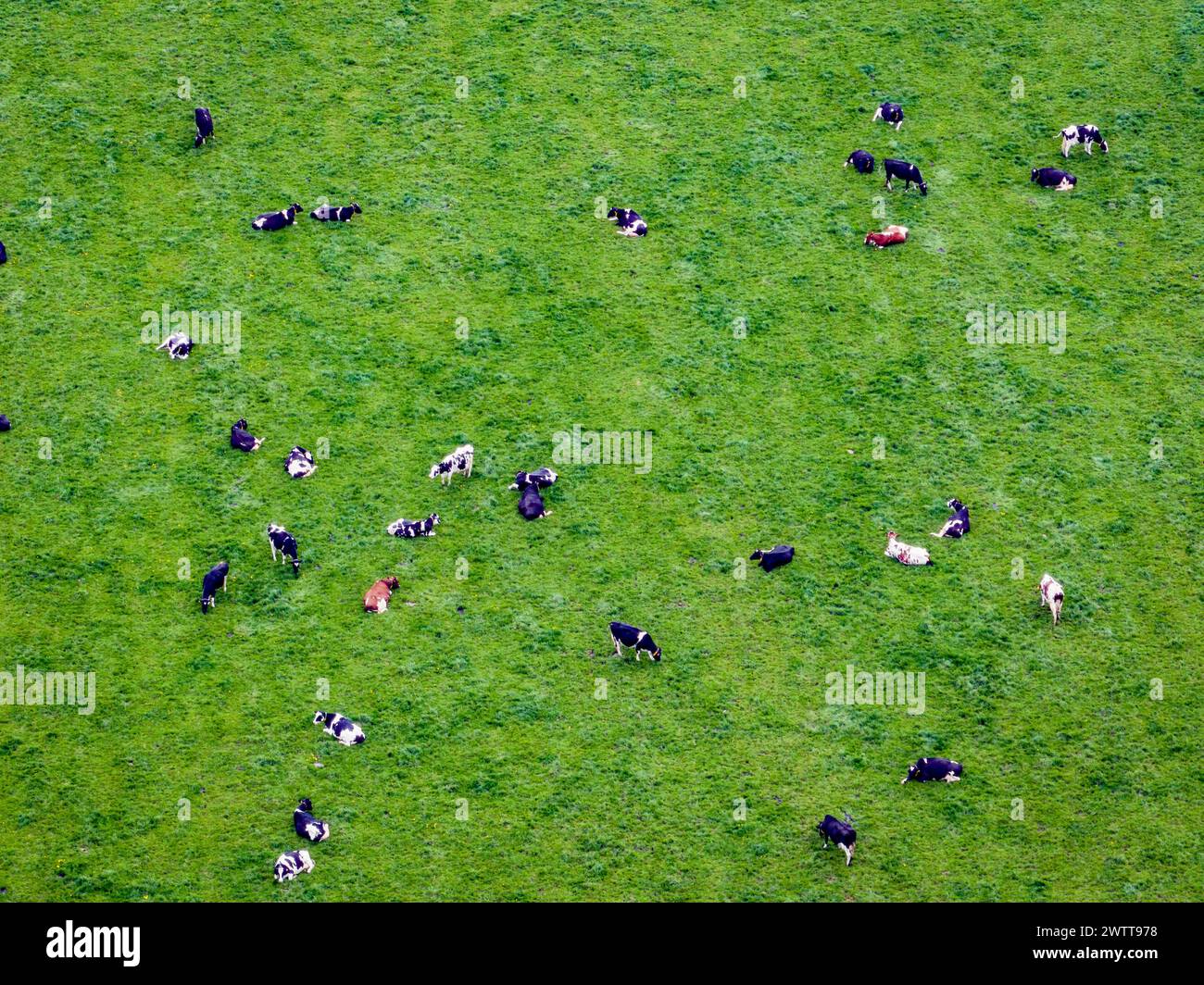 Cows grazing in lush green grass field hi-res stock photography and ...