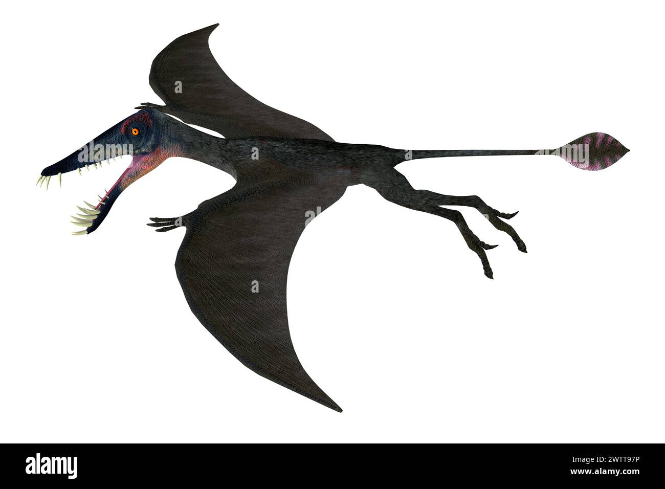 Dorygnathus was a carnivorous Pterosaur that lived in the Jurassic Era ...