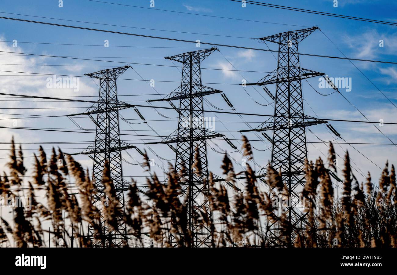 Electric pylons towering over a field of reeds under a cloudy sky Stock ...