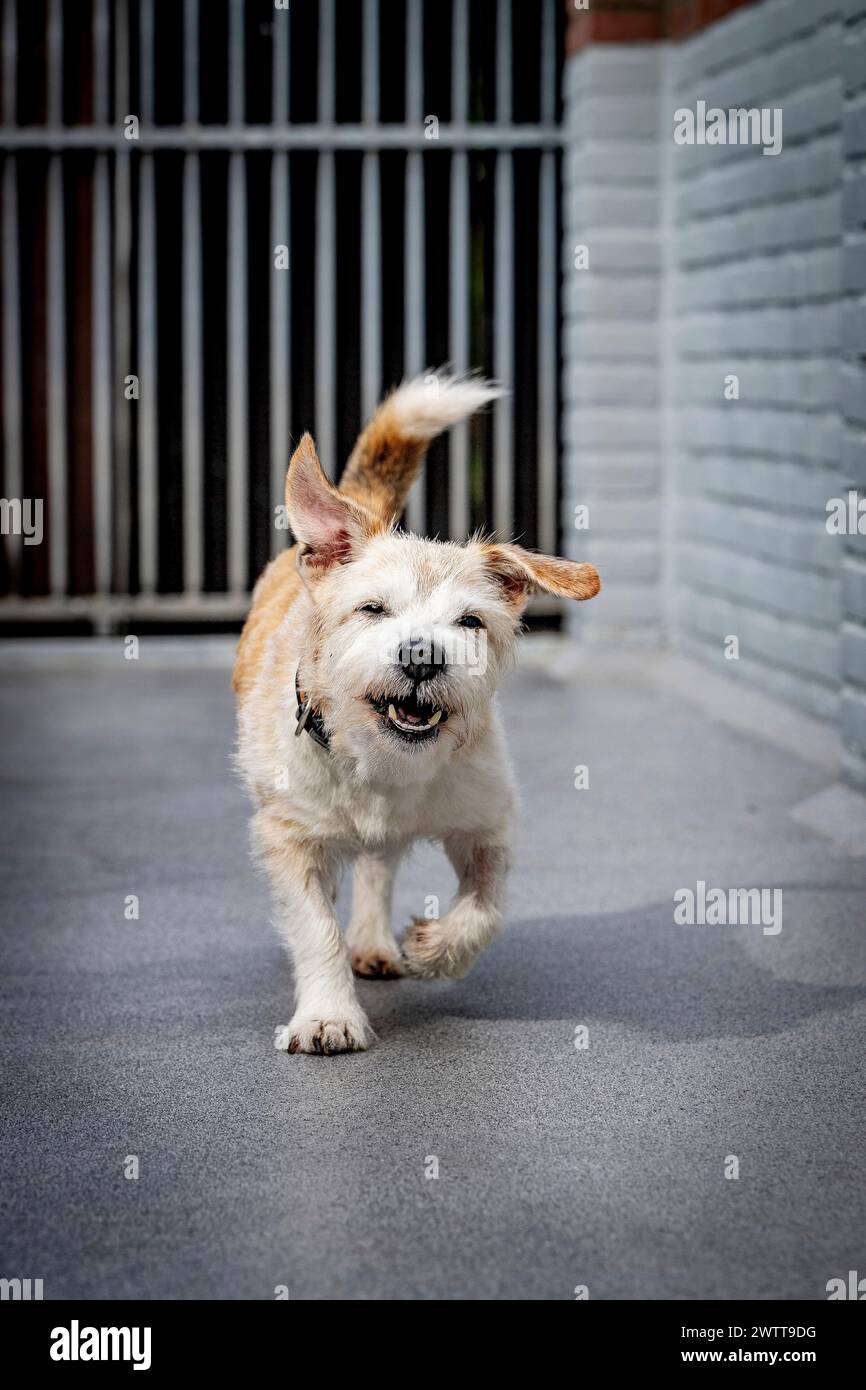 Happy street dog hi-res stock photography and images - Alamy