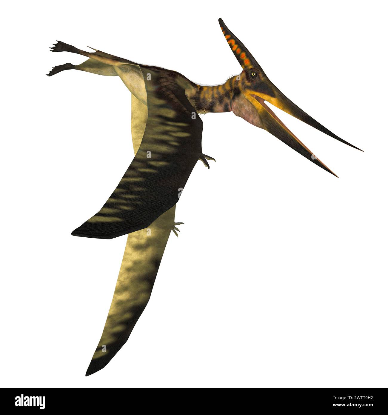 Most famous pterosaur Cut Out Stock Images & Pictures - Alamy