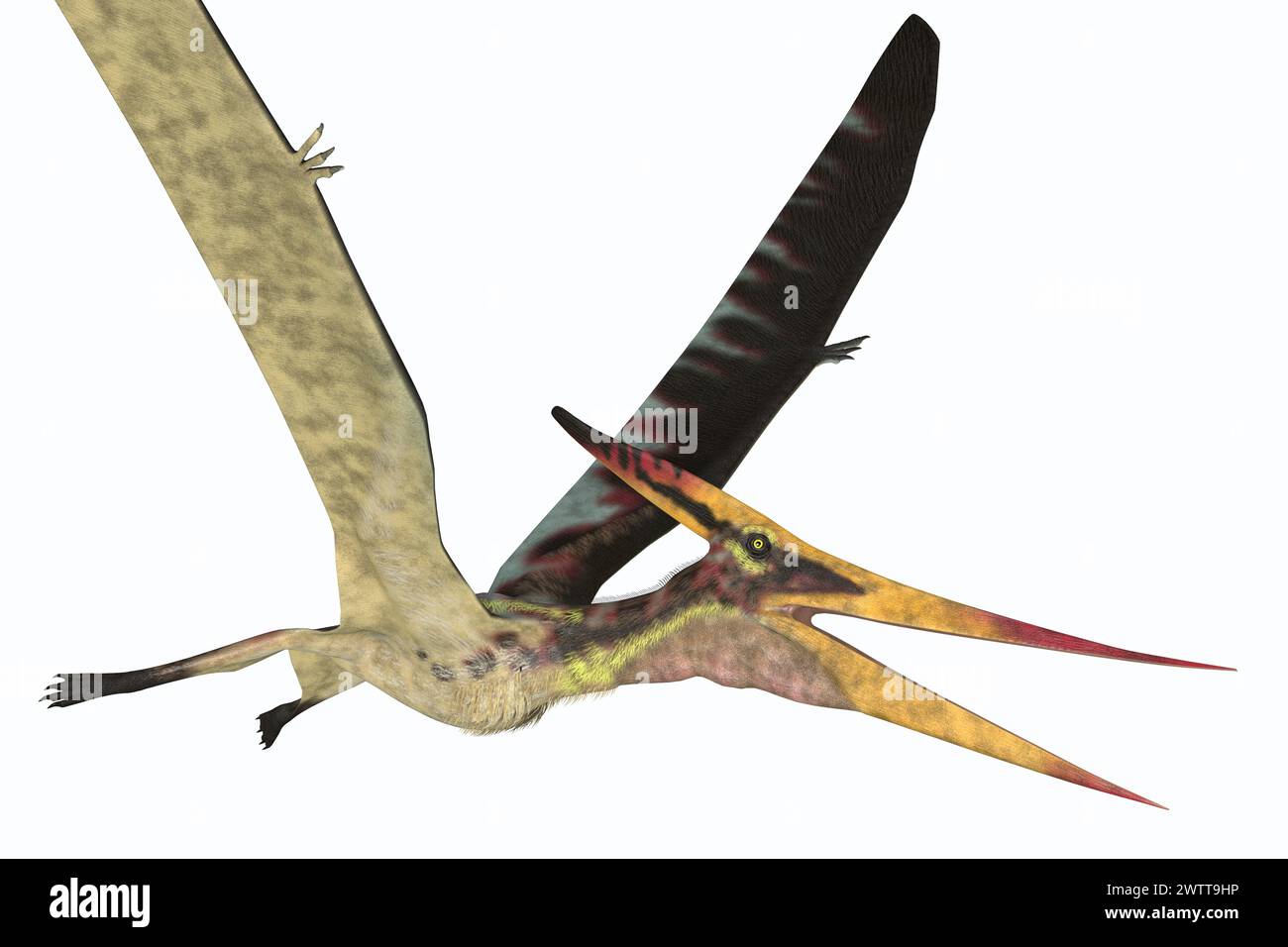 Pteranodon was a reptile carnivorous Pterosaur that lived in North ...