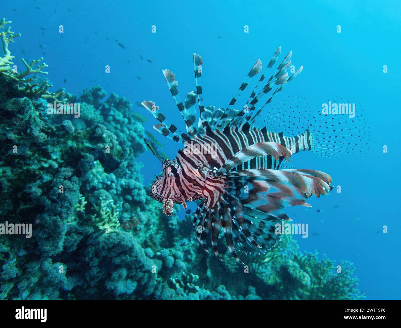 White spotted puffer fish in the coral reef during a dive in Bali Stock ...