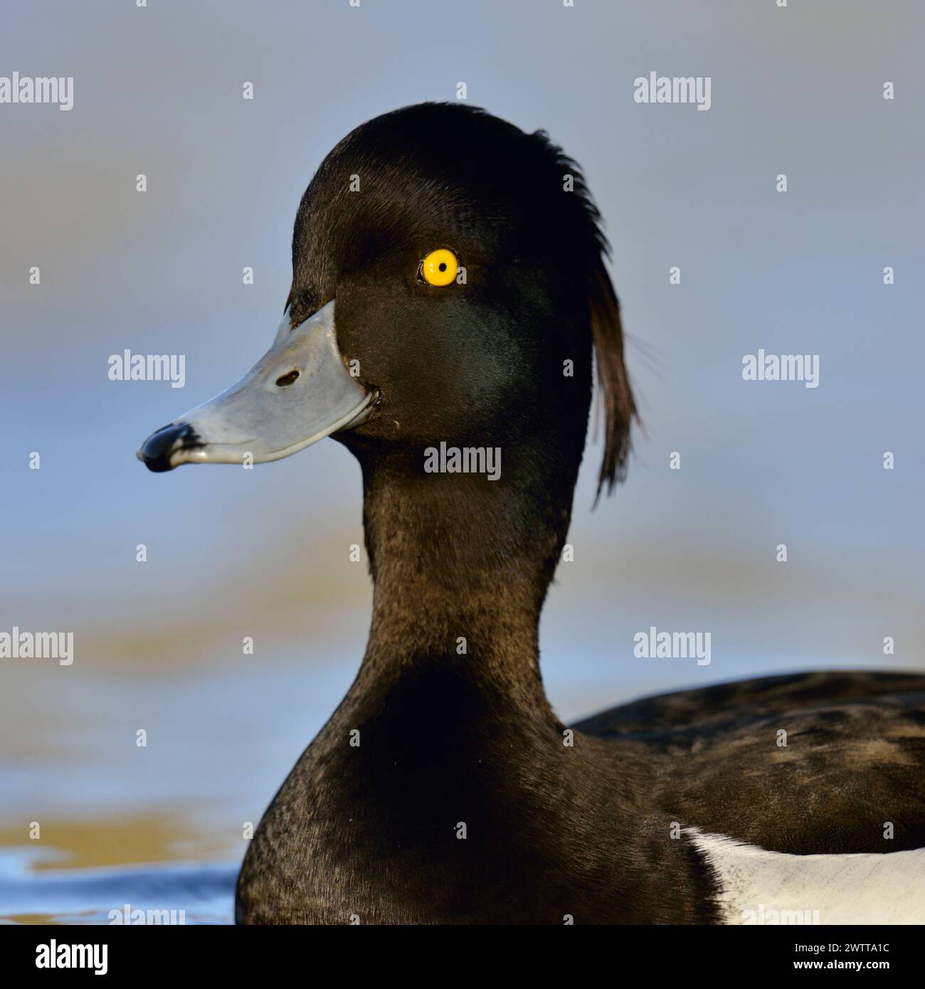 Tufted Duck ( Aythya fuligula ), adult, pretty male in breeding dress ...