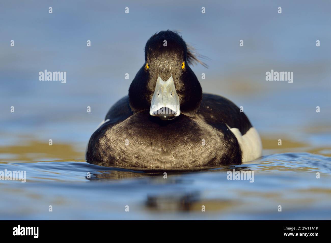 Tufted Duck ( Aythya fuligula ), seriously watching male, swims close ...