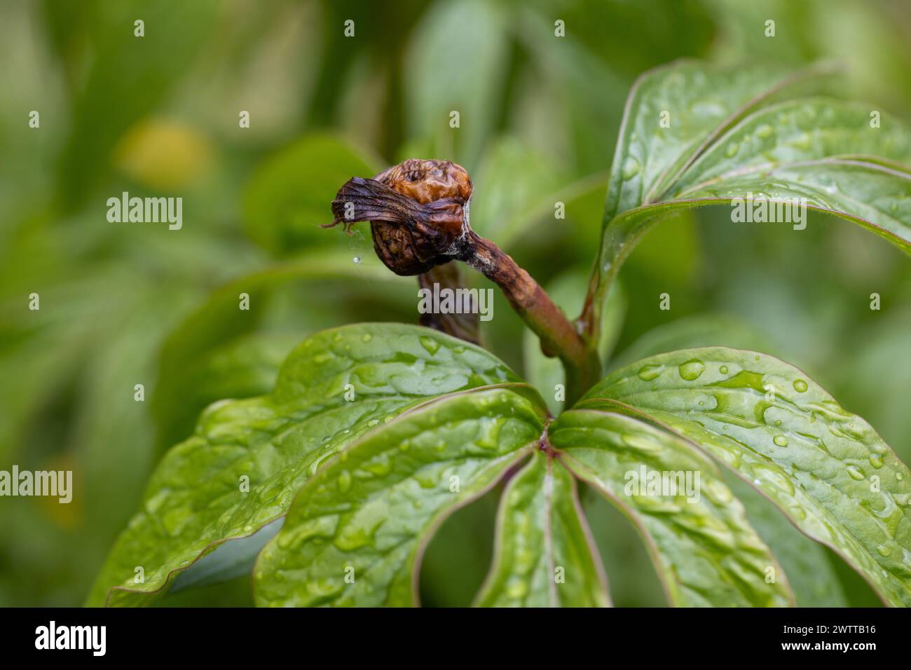 Sick leaves on young hi-res stock photography and images - Alamy