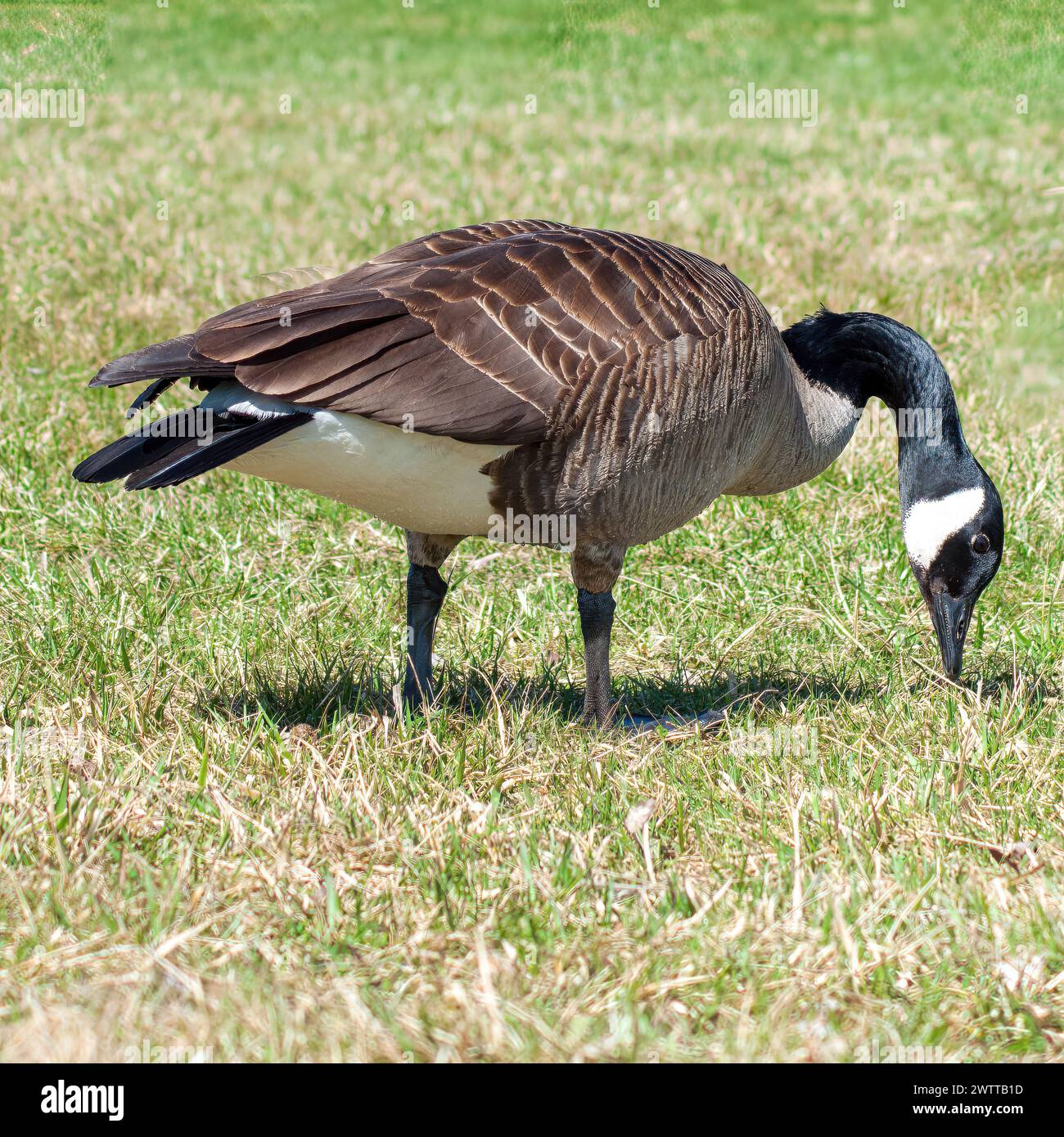 Branta canadensis wildlife hi-res stock photography and images - Alamy