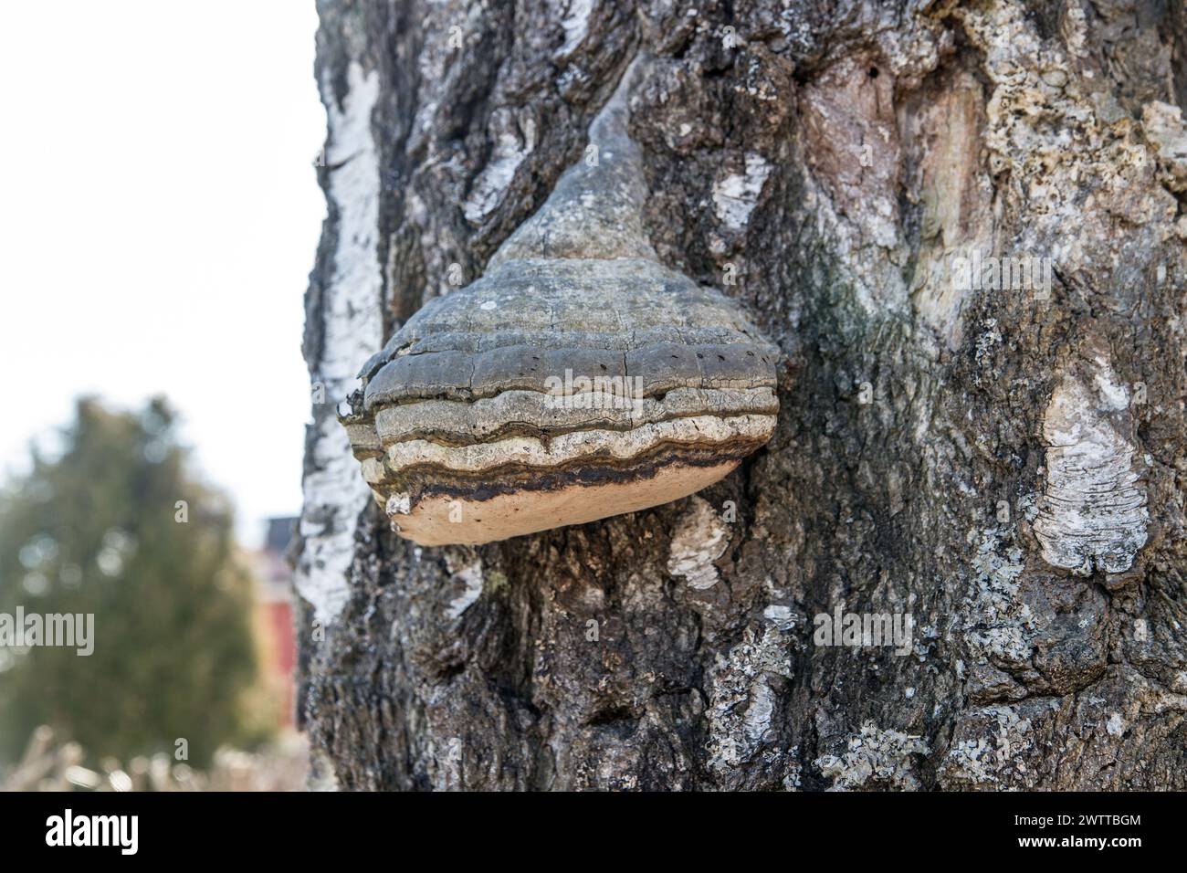 Birch bracket hoof fungi hi-res stock photography and images - Alamy