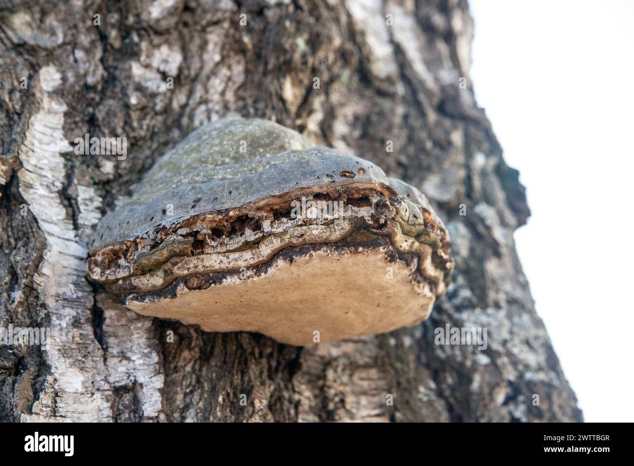 Birch bracket hoof fungi hi-res stock photography and images - Alamy