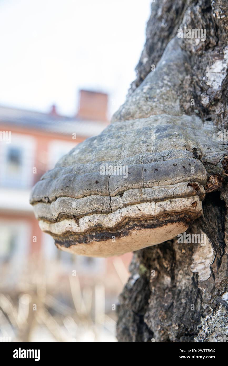 fungus (Fomes fomentarius), at a birch, Sweden Stock Photo - Alamy