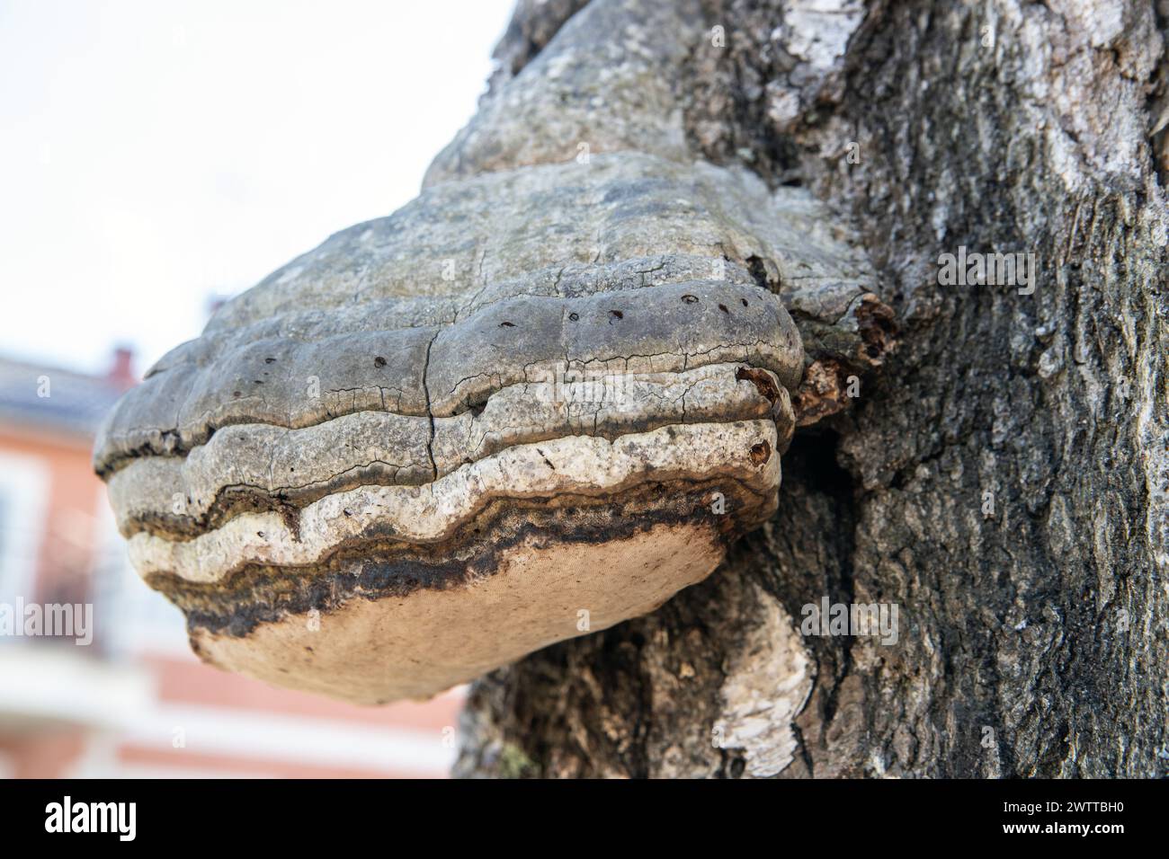 fungus (Fomes fomentarius), at a birch, Sweden Stock Photo - Alamy